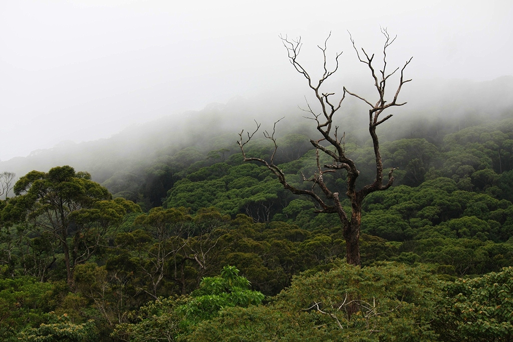 Morning side Sri Lanka | morningside | morning side | sooriya kanda ...